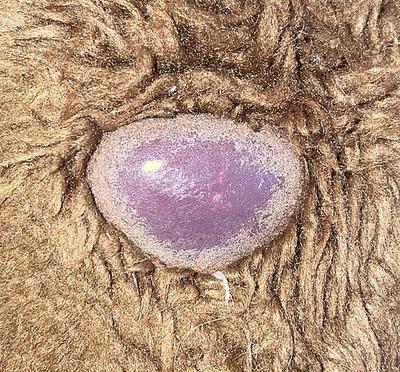 HELP PLEASE Childhood Bear Identification